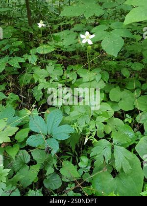 tall thimbleweed (Anemone virginiana Stock Photo - Alamy