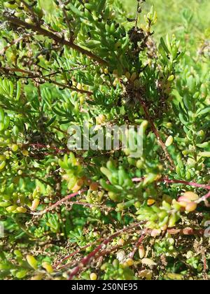 Short-leaf Bluebush (Maireana brevifolia Stock Photo - Alamy