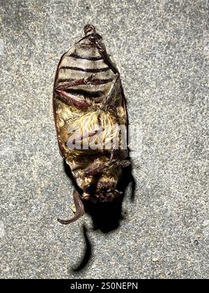 Pine Chafer (Polyphylla fullo Stock Photo - Alamy