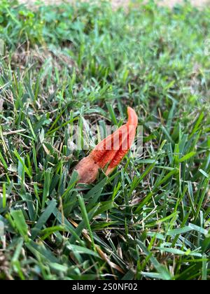 lantern stinkhorn (Lysurus mokusin Stock Photo - Alamy