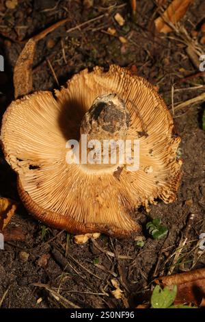 Stinking Brittlegill (Russula foetens Stock Photo - Alamy