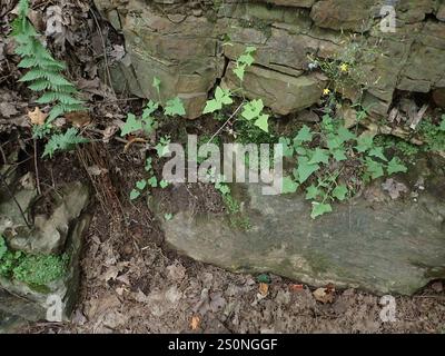 Complex thallose liverworts (Marchantiales Stock Photo - Alamy