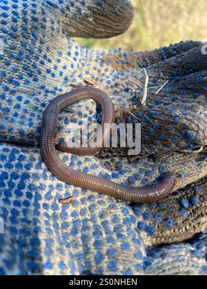 Darwin's Ringed Worm Lizard (Amphisbaena darwinii Stock Photo - Alamy