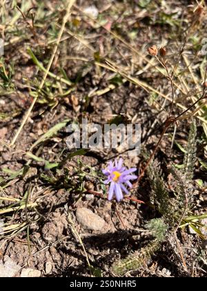 Hoary Tansyaster (Dieteria canescens Stock Photo - Alamy