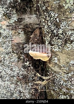 Ochre-banded Conk (Fomitopsis ochracea Stock Photo - Alamy