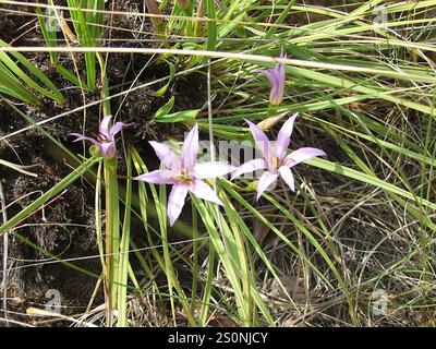 Monkeys Tail (Xerophyta retinervis Stock Photo - Alamy