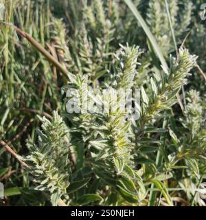 western false gromwell (Lithospermum occidentale Stock Photo - Alamy