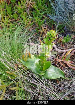 Scented Orchid (Satyrium odorum Stock Photo - Alamy
