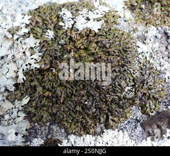 Stygian Black-parmelia (Melanelia stygia Stock Photo - Alamy