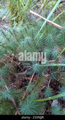 giant moss (Dawsonia superba Stock Photo - Alamy