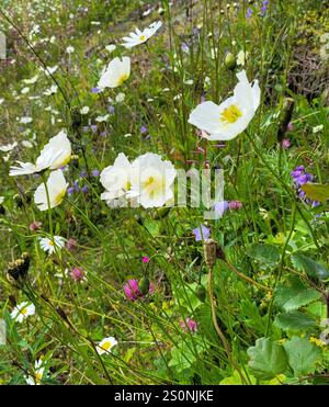 Ice Poppy (Oreomecon crocea Stock Photo - Alamy
