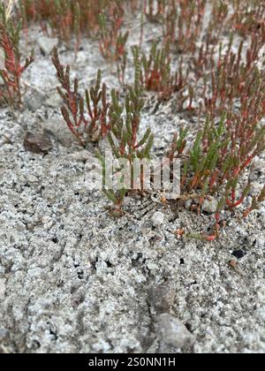 red glasswort (Salicornia rubra Stock Photo - Alamy