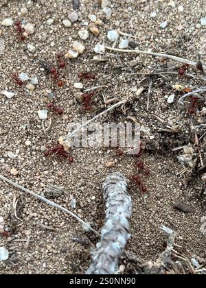 Typical American Harvester Ants (Pogonomyrmex) Insecta Stock Photo - Alamy