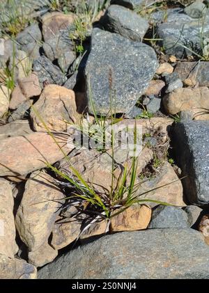 Bulrush Sedge (Carex scirpoidea Stock Photo - Alamy
