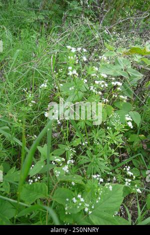 River Bedstraw (Galium rivale Stock Photo - Alamy