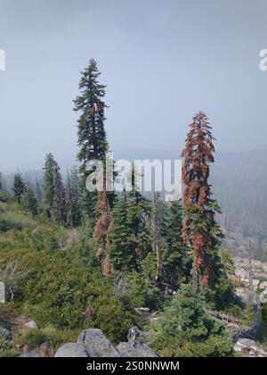 Shasta Red Fir (Abies magnifica shastensis Stock Photo - Alamy