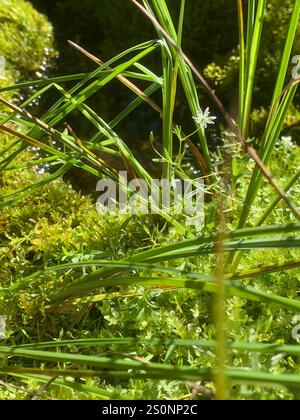 long-leaved starwort (Stellaria longifolia Stock Photo - Alamy