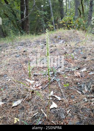 Flat Spurred Piperia (Platanthera transversa Stock Photo - Alamy