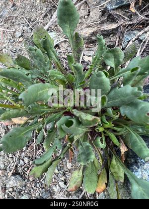 Rocky Mountain groundsel (Packera streptanthifolia Stock Photo - Alamy