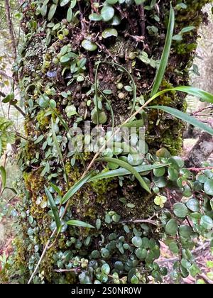 Winika (Dendrobium cunninghamii Stock Photo - Alamy