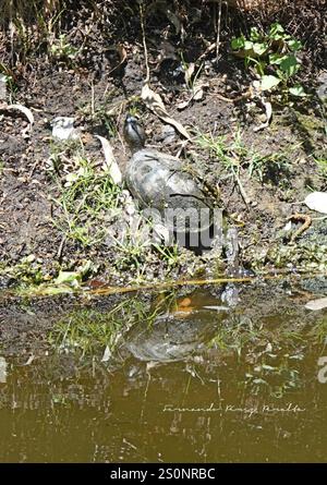Mexican Mud Turtle (Kinosternon integrum Stock Photo - Alamy