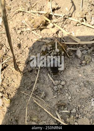 Eastern Tumblebug (Canthon pilularius Stock Photo - Alamy