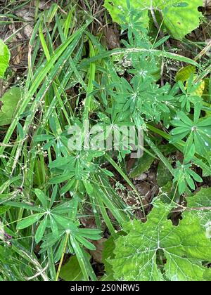 Wood Bedstraw (Galium sylvaticum Stock Photo - Alamy