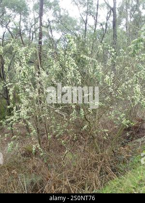 Tree lucerne (Chamaecytisus proliferus Stock Photo - Alamy