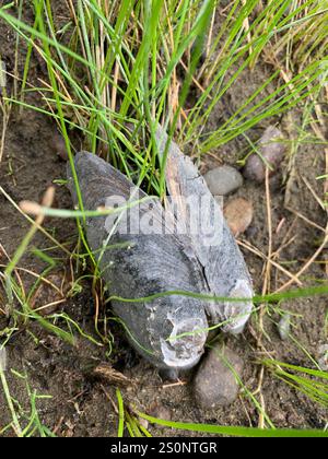 Western Pearlshell (Margaritifera falcata Stock Photo - Alamy