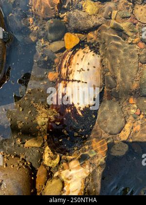 Western Pearlshell (Margaritifera falcata Stock Photo - Alamy