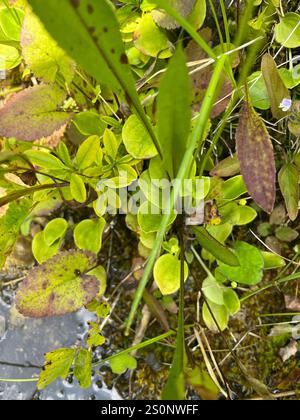 Fen Grass of Parnassus (Parnassia glauca) Plantae Stock Photo - Alamy