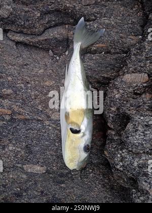 Smooth Puffer (Lagocephalus laevigatus Stock Photo - Alamy