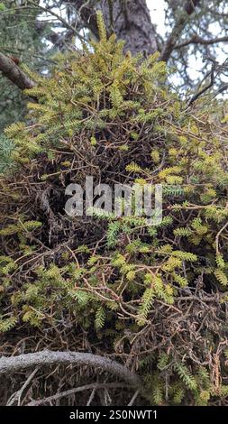 spruce witch's broom rust (Chrysomyxa arctostaphyli Stock Photo - Alamy