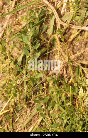 Oval Leaf Knotweed (Polygonum arenastrum Stock Photo - Alamy