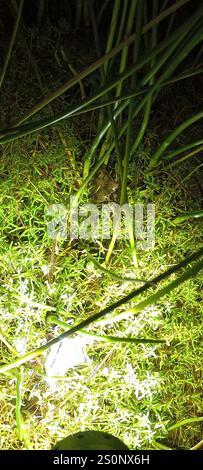 Cape Caco (Cacosternum capense Stock Photo - Alamy