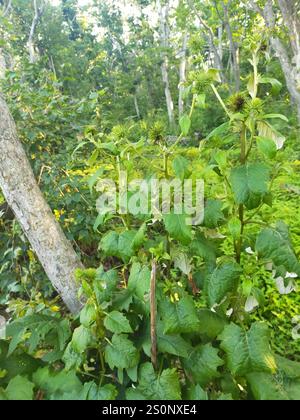 Deltoid synurus (Synurus deltoides Stock Photo - Alamy