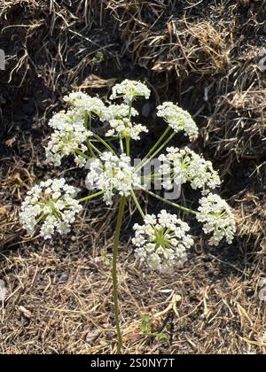 Mountain Parsley (Peucedanum oreoselinum Stock Photo - Alamy