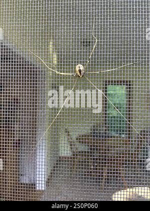 Eastern Harvestman (Leiobunum vittatum Stock Photo - Alamy