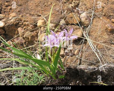 Monkeys Tail (Xerophyta retinervis Stock Photo - Alamy