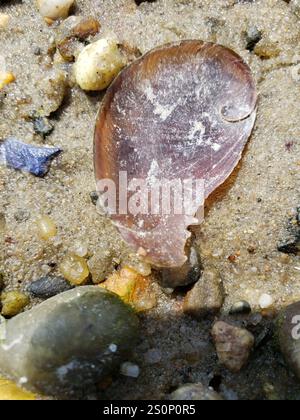 Moon Snails (Naticidae Stock Photo - Alamy