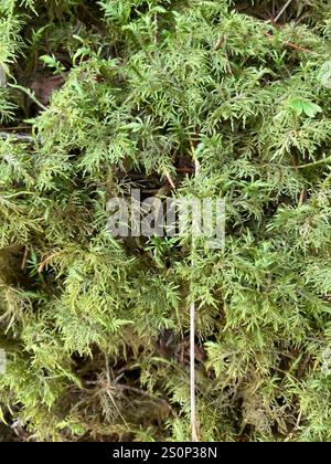stairstep moss (Hylocomium splendens Stock Photo - Alamy