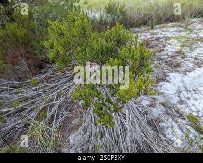 Florida rosemary (Ceratiola ericoides Stock Photo - Alamy