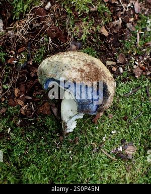 Cornflower Bolete (Gyroporus cyanescens Stock Photo - Alamy