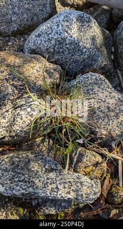 dwarf alkali grass (Puccinellia pumila Stock Photo - Alamy