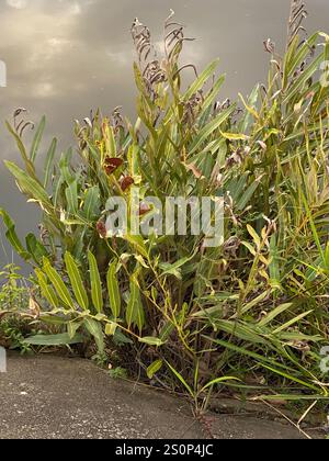 Mangrove Fern (Acrostichum speciosum Stock Photo - Alamy