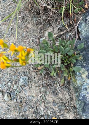 Rocky Mountain groundsel (Packera streptanthifolia Stock Photo - Alamy