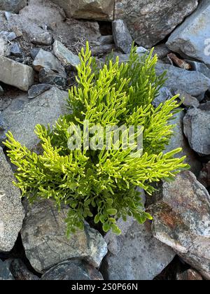 Cascade parsley fern (Cryptogramma cascadensis Stock Photo - Alamy