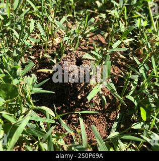 Turfgrass Ant (Lasius neoniger Stock Photo - Alamy