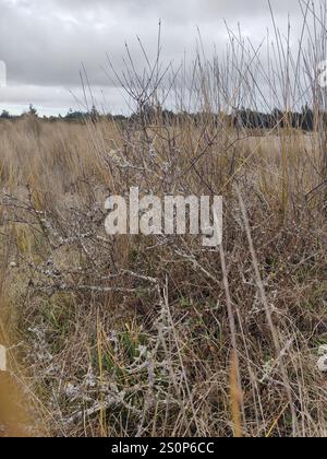 Canterbury Plains tree daisy (Olearia adenocarpa Stock Photo - Alamy