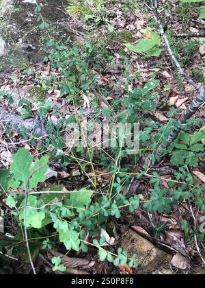 eastern wild indigo (Baptisia tinctoria Stock Photo - Alamy